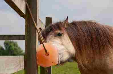 Himalayan Pink lick salt for animals: Get a Price Quote today!